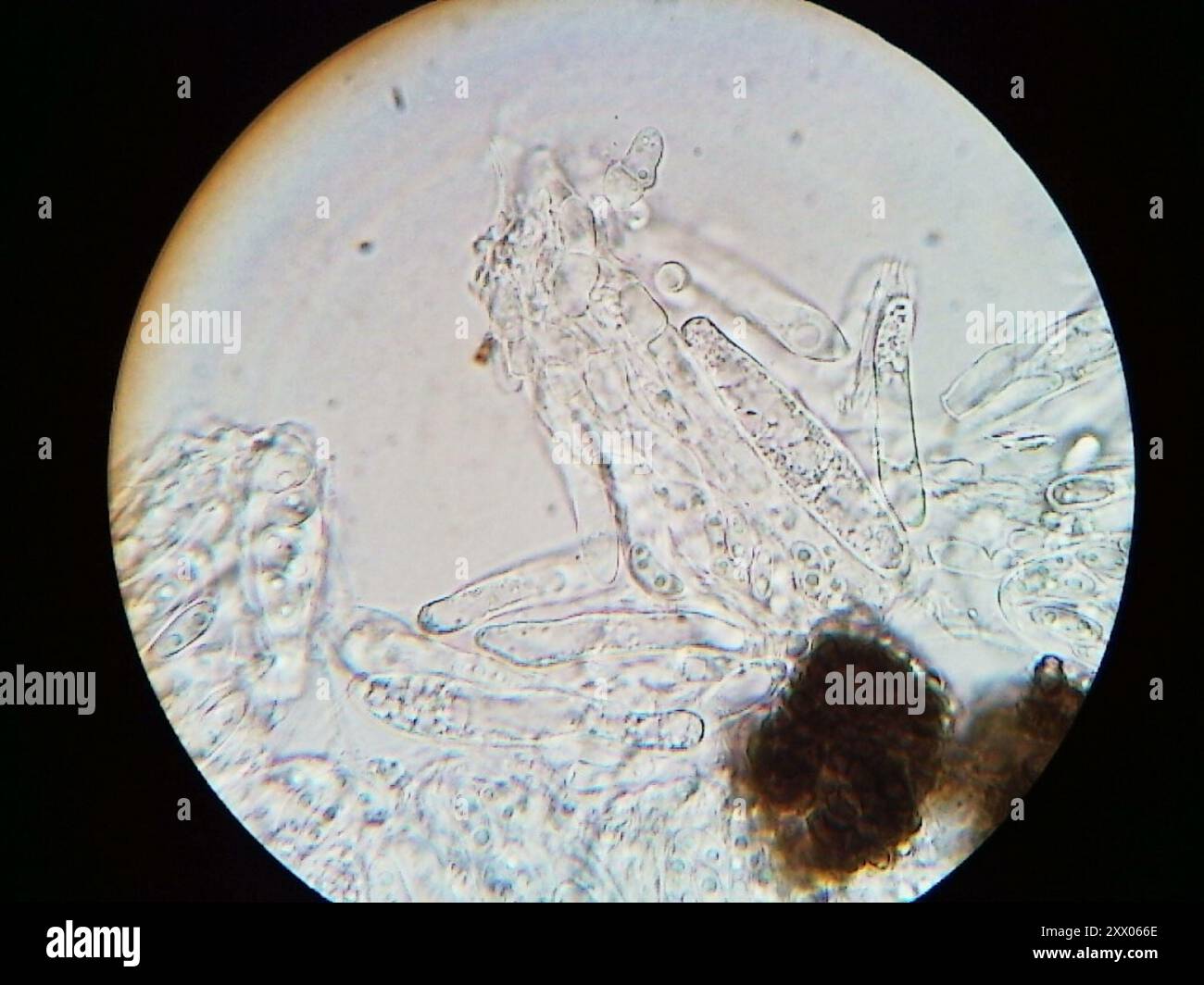 Operculate Ascomycetes (Pezizomycetes) Fungi Stock Photo - Alamy