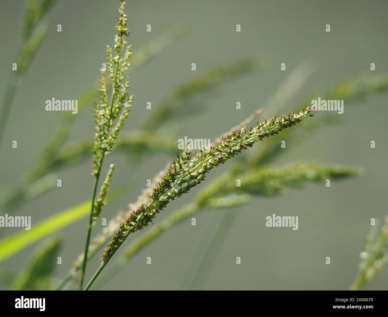 Jungle Rice (Echinochloa colonum) Plantae Stock Photo - Alamy