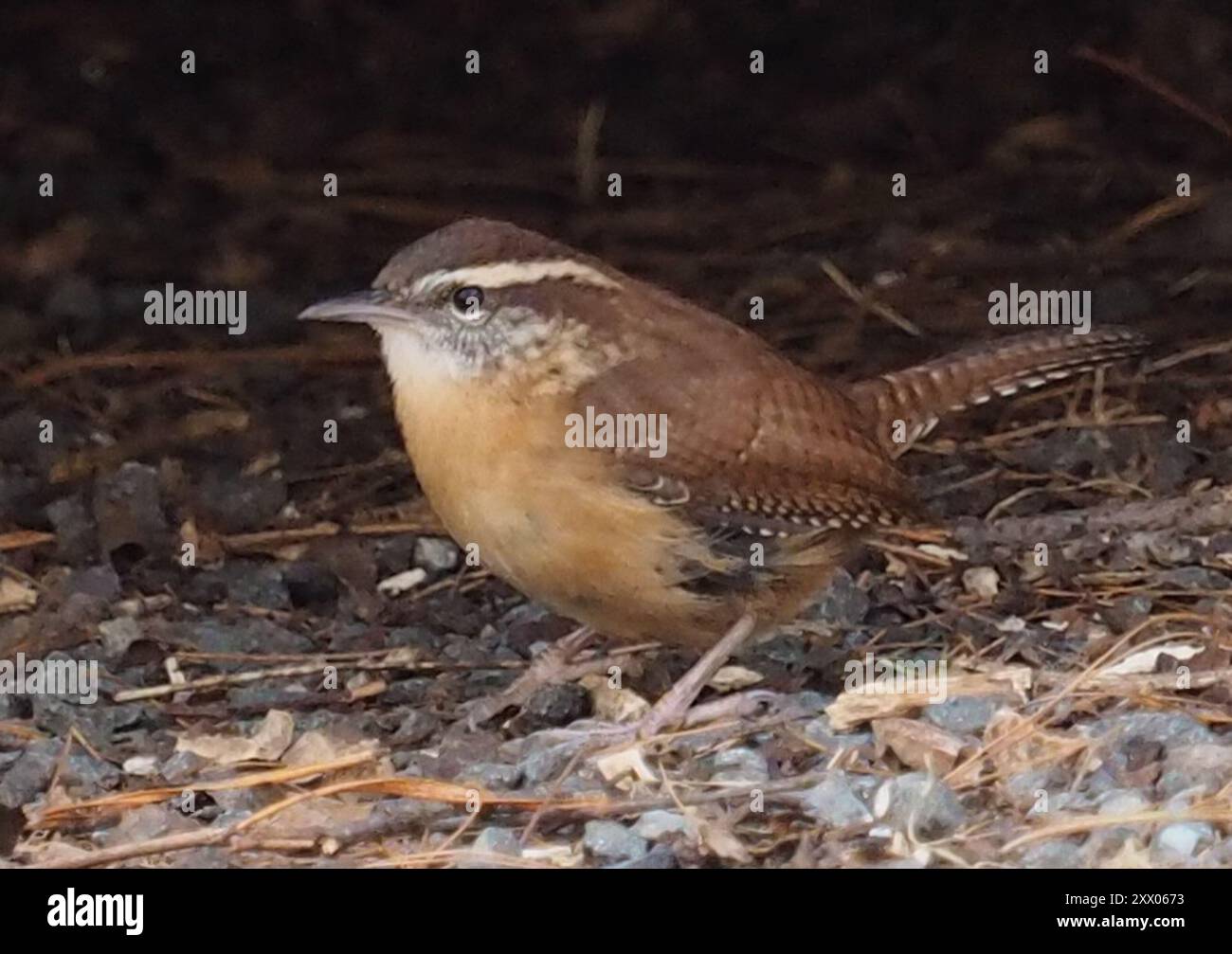 Carolina Wren (Thryothorus ludovicianus) Aves Stock Photo - Alamy