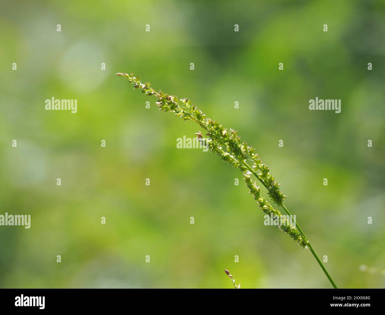 Jungle Rice (Echinochloa colonum) Plantae Stock Photo - Alamy