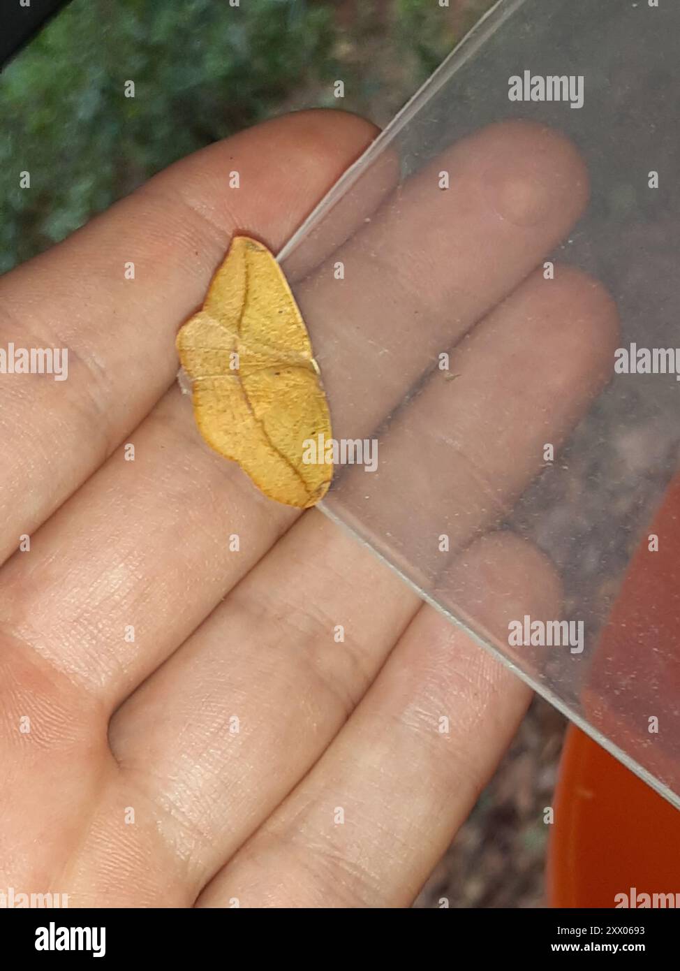 Juniper Geometer Moth (Patalene olyzonaria) Insecta Stock Photo - Alamy