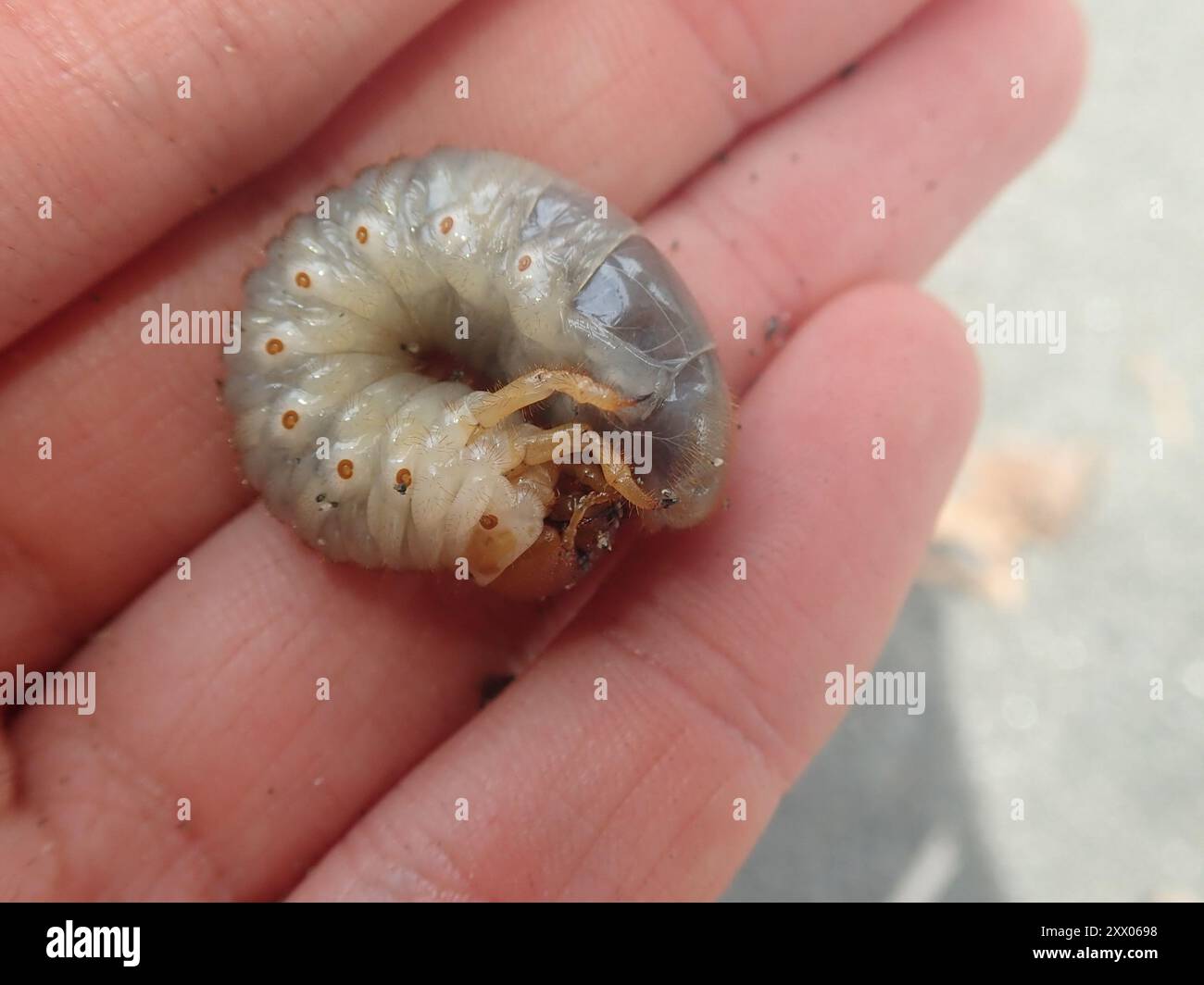 Large Sand Scarab (Pericoptus truncatus) Insecta Stock Photo - Alamy