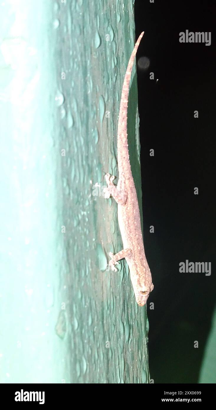 Asian House Gecko (Hemidactylus frenatus) Reptilia Stock Photo - Alamy