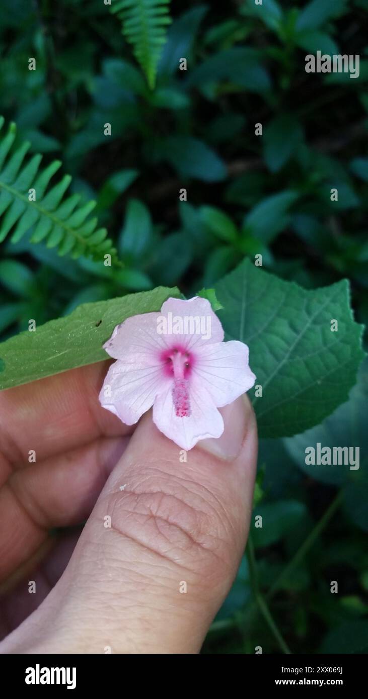 Caesar weed (Urena lobata) Plantae Stock Photo - Alamy