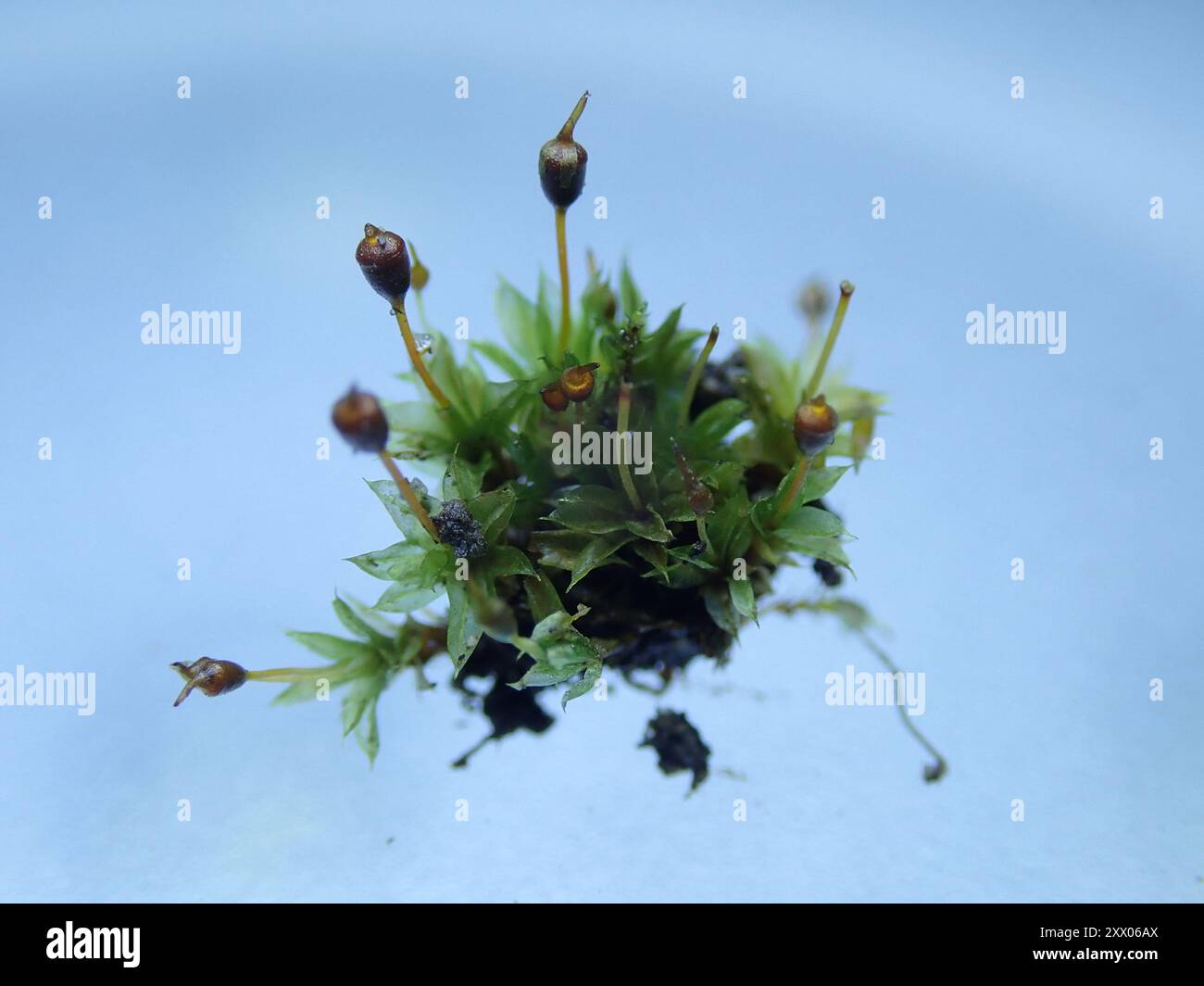 Common Pottia (Tortula truncata) Plantae Stock Photo - Alamy