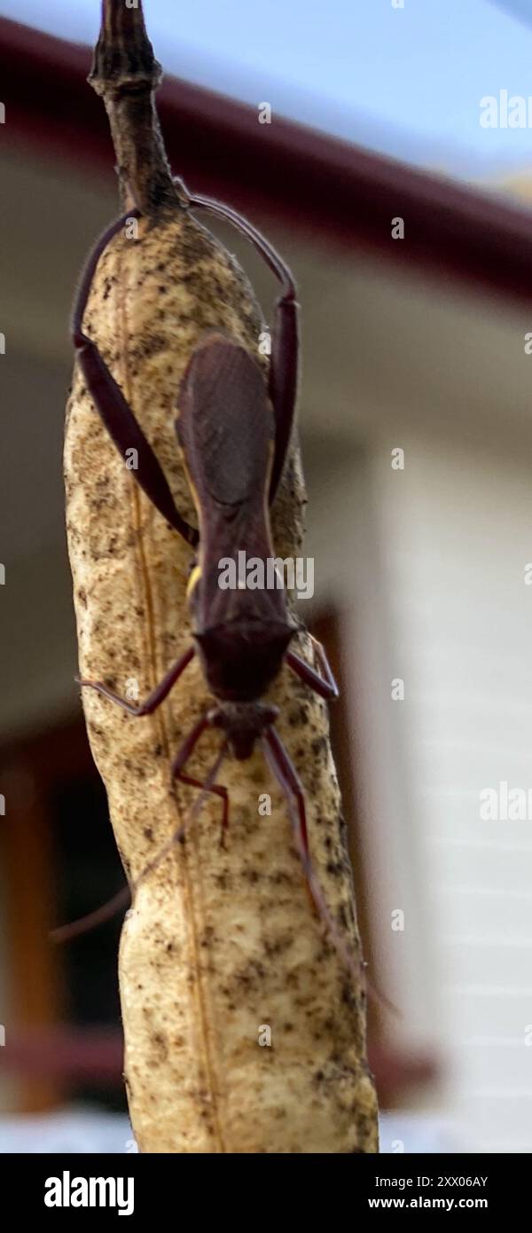 brown bean bug (Riptortus serripes) Insecta Stock Photo - Alamy