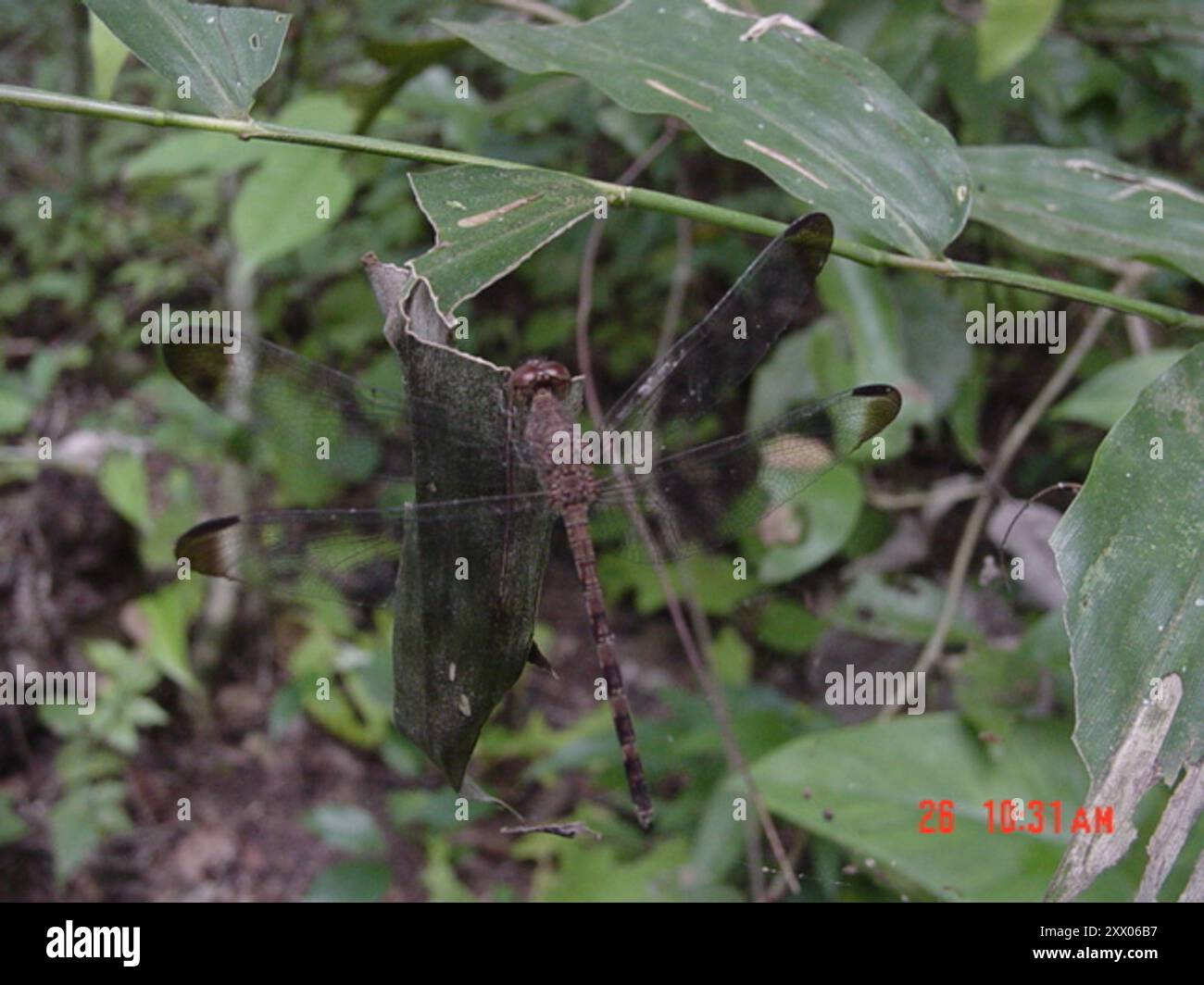 monocots (Liliopsida) Plantae Stock Photo - Alamy