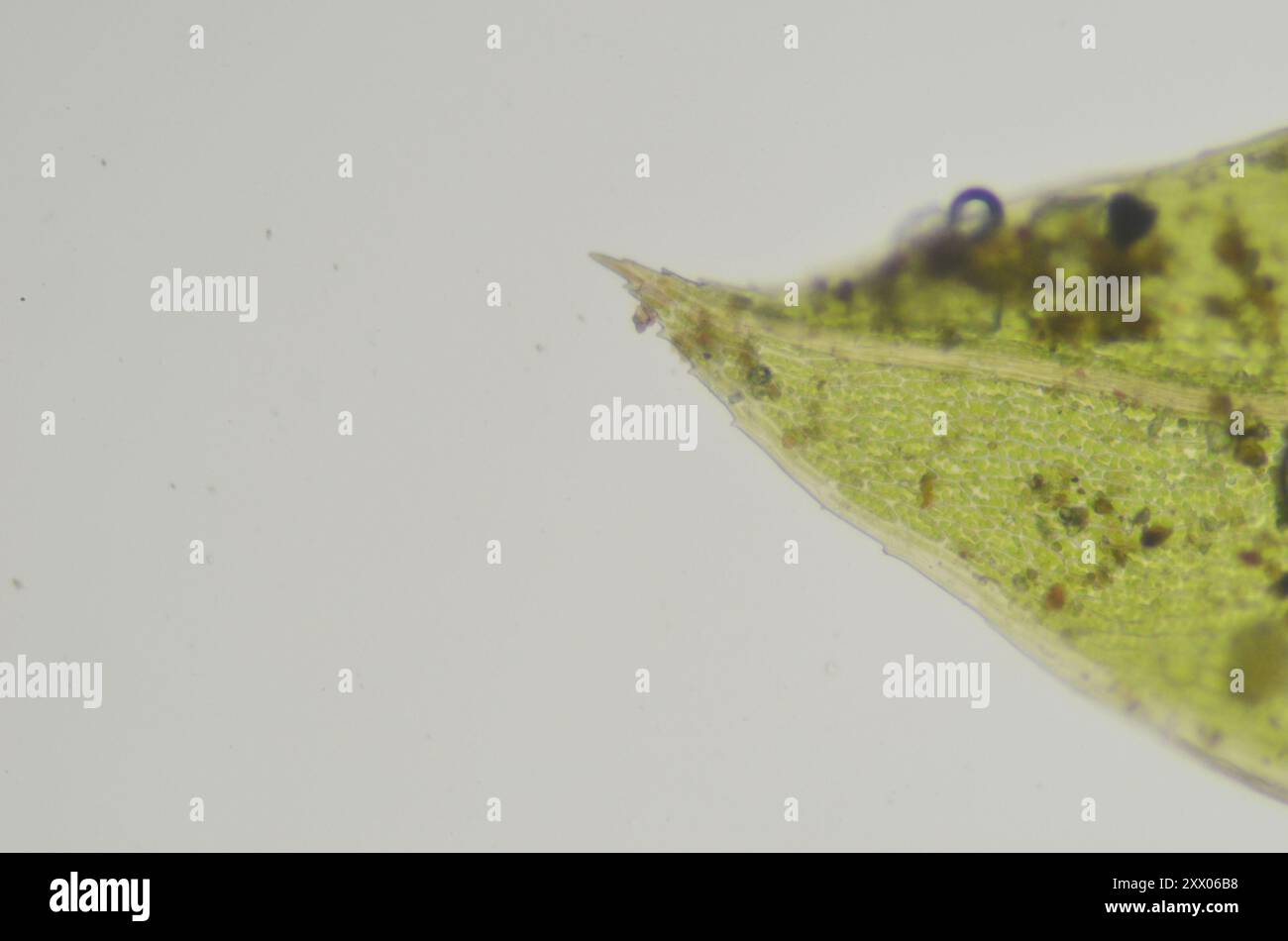 Long-leaved Thread Moss (Ptychostomum pseudotriquetrum) Plantae Stock ...