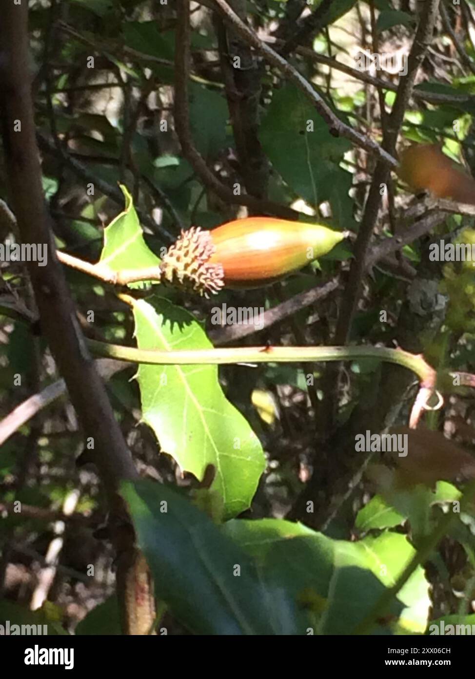 Kermes oak (Quercus coccifera) Plantae Stock Photo - Alamy