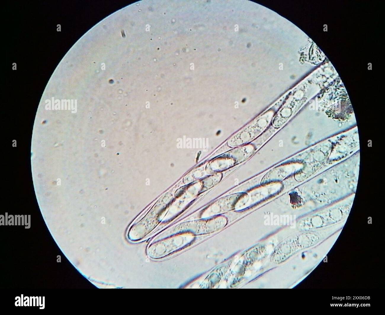 (Propolis farinosa) Fungi Stock Photo - Alamy