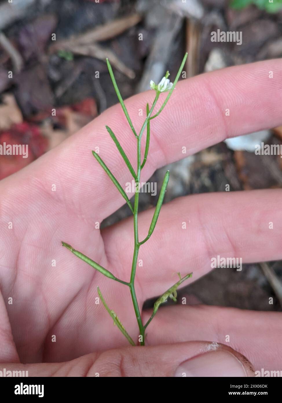 Nursery bittercress (Cardamine occulta) Plantae Stock Photo - Alamy