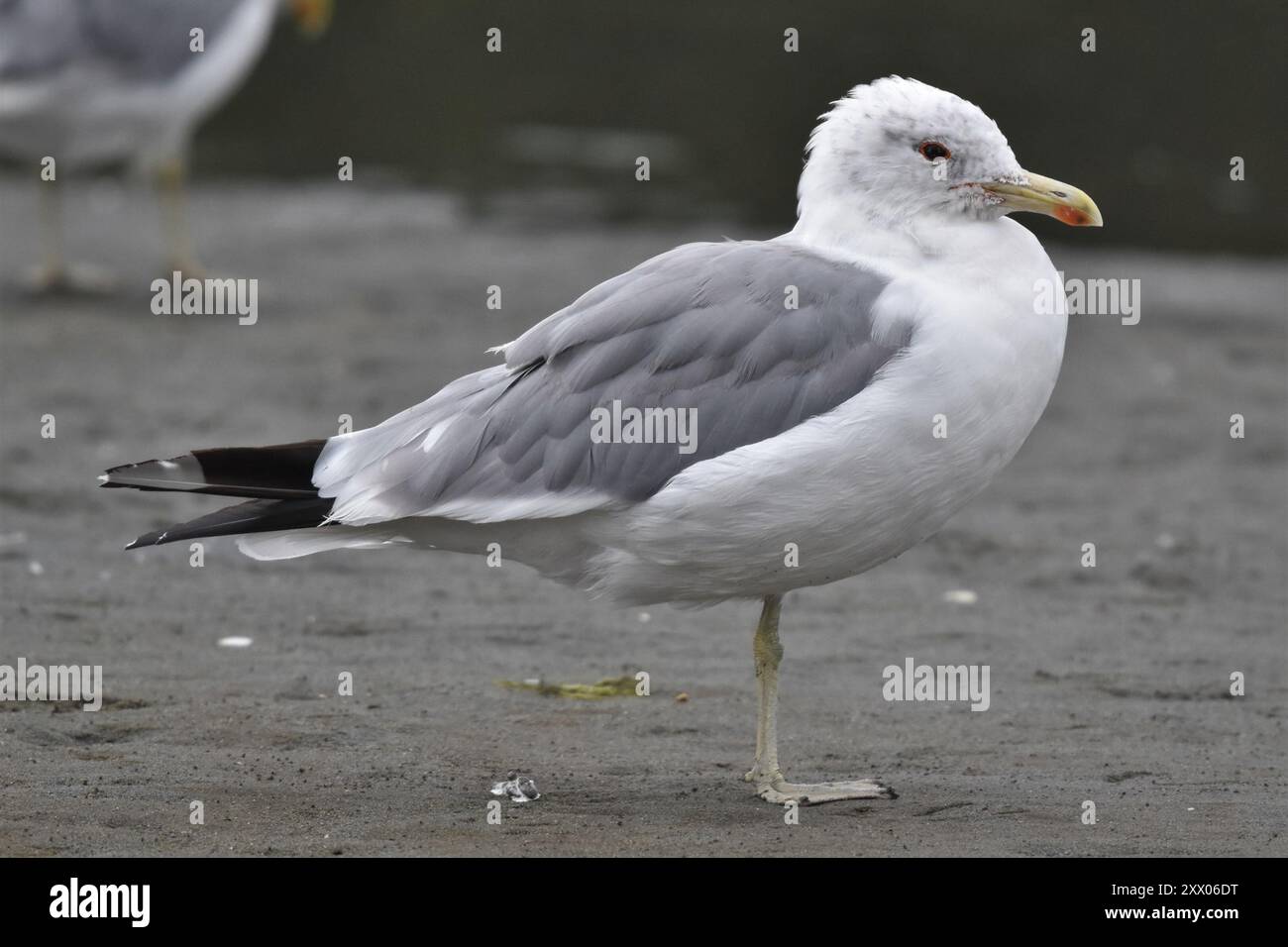 California Gull (Larus californicus) Aves Stock Photo - Alamy