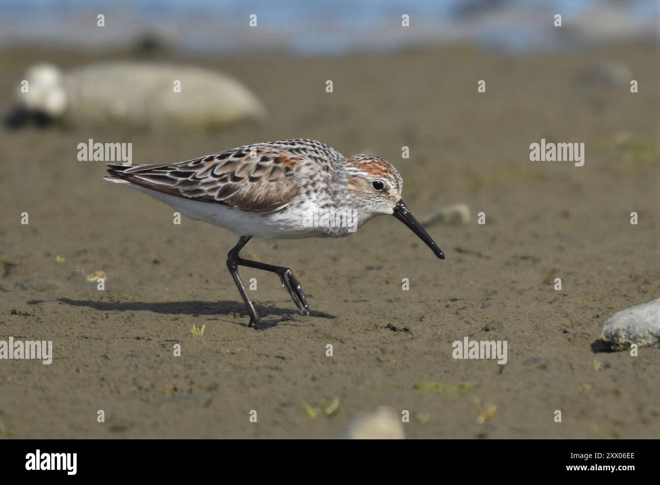 Western Sandpiper (Calidris mauri) Aves Stock Photo - Alamy