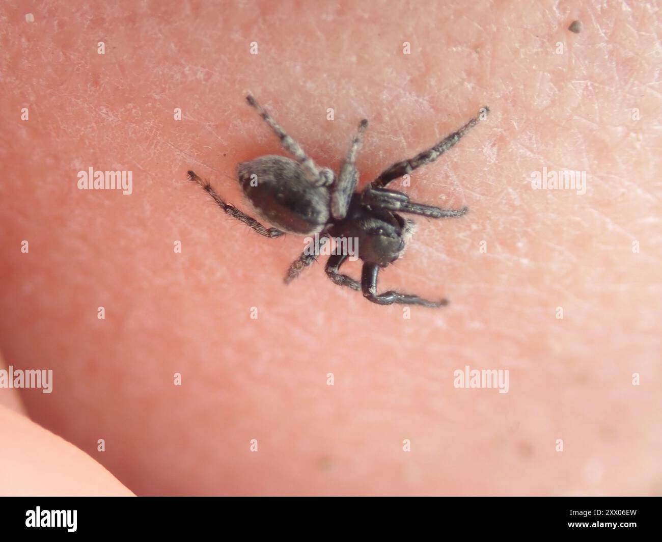 Typical Jumping Spiders (Salticinae) Arachnida Stock Photo - Alamy
