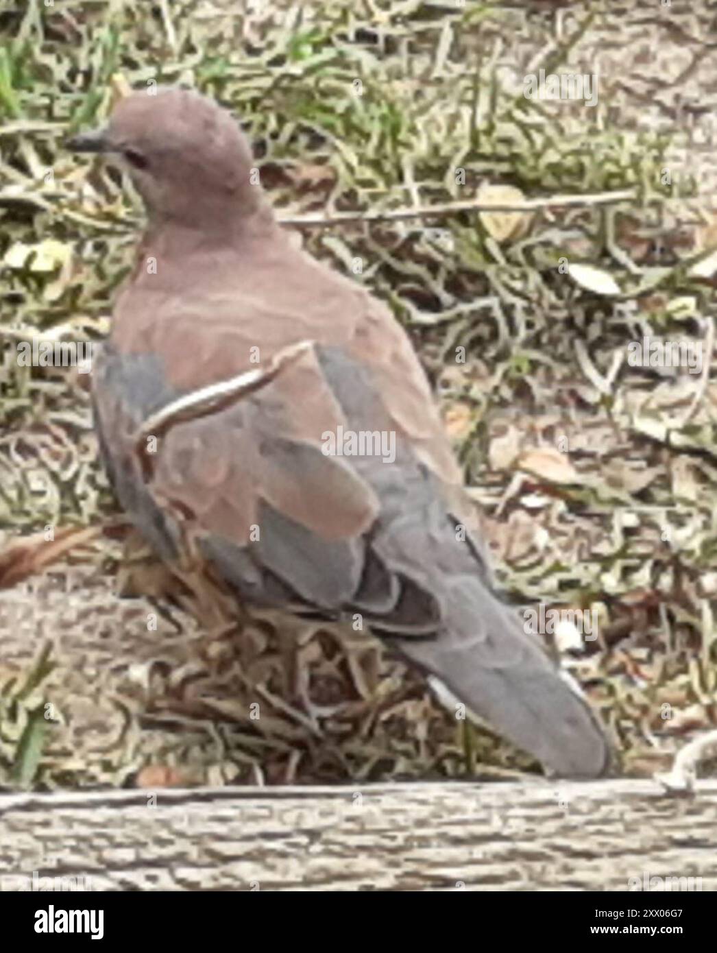 Southern Laughing Dove (Spilopelia senegalensis senegalensis) Aves ...