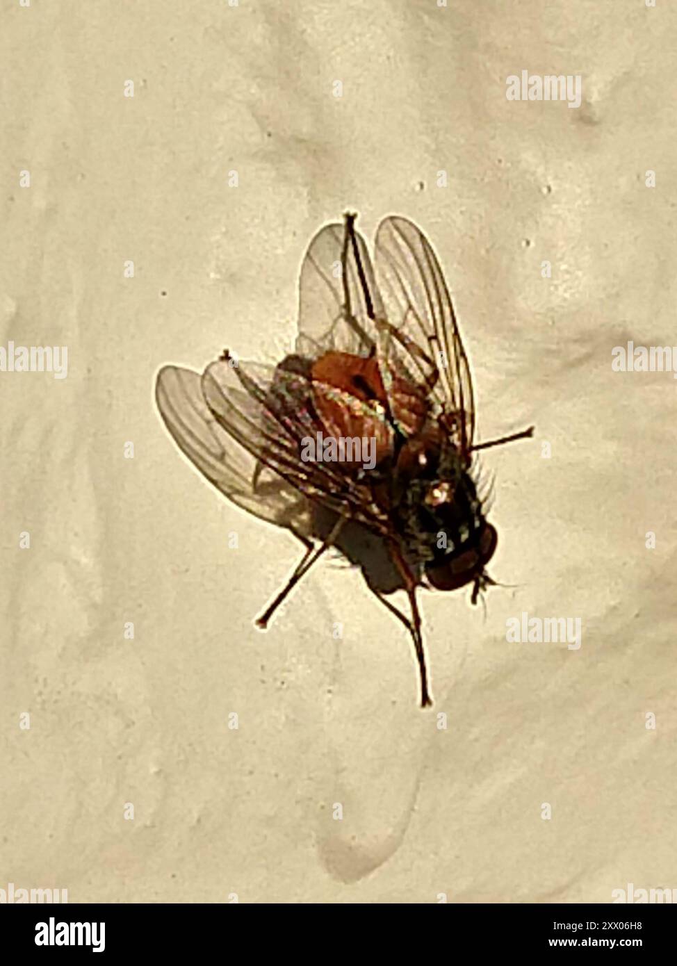 Phaonia subventa hi-res stock photography and images - Alamy