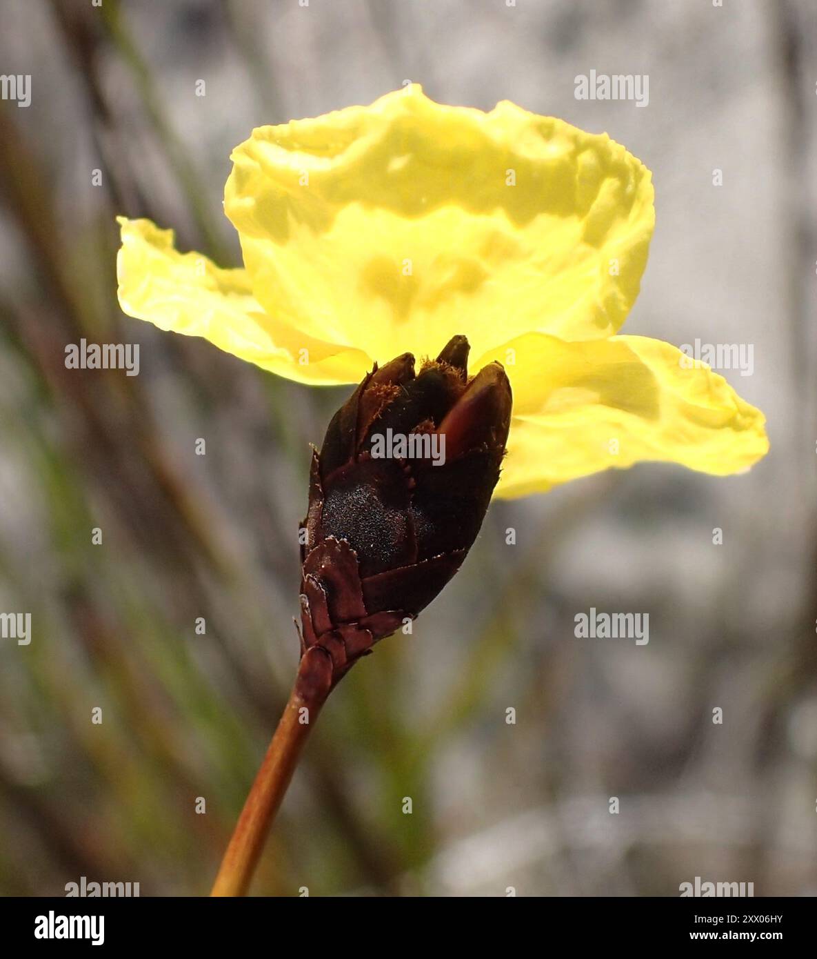 tall yellow-eye (Xyris operculata) Plantae Stock Photo - Alamy