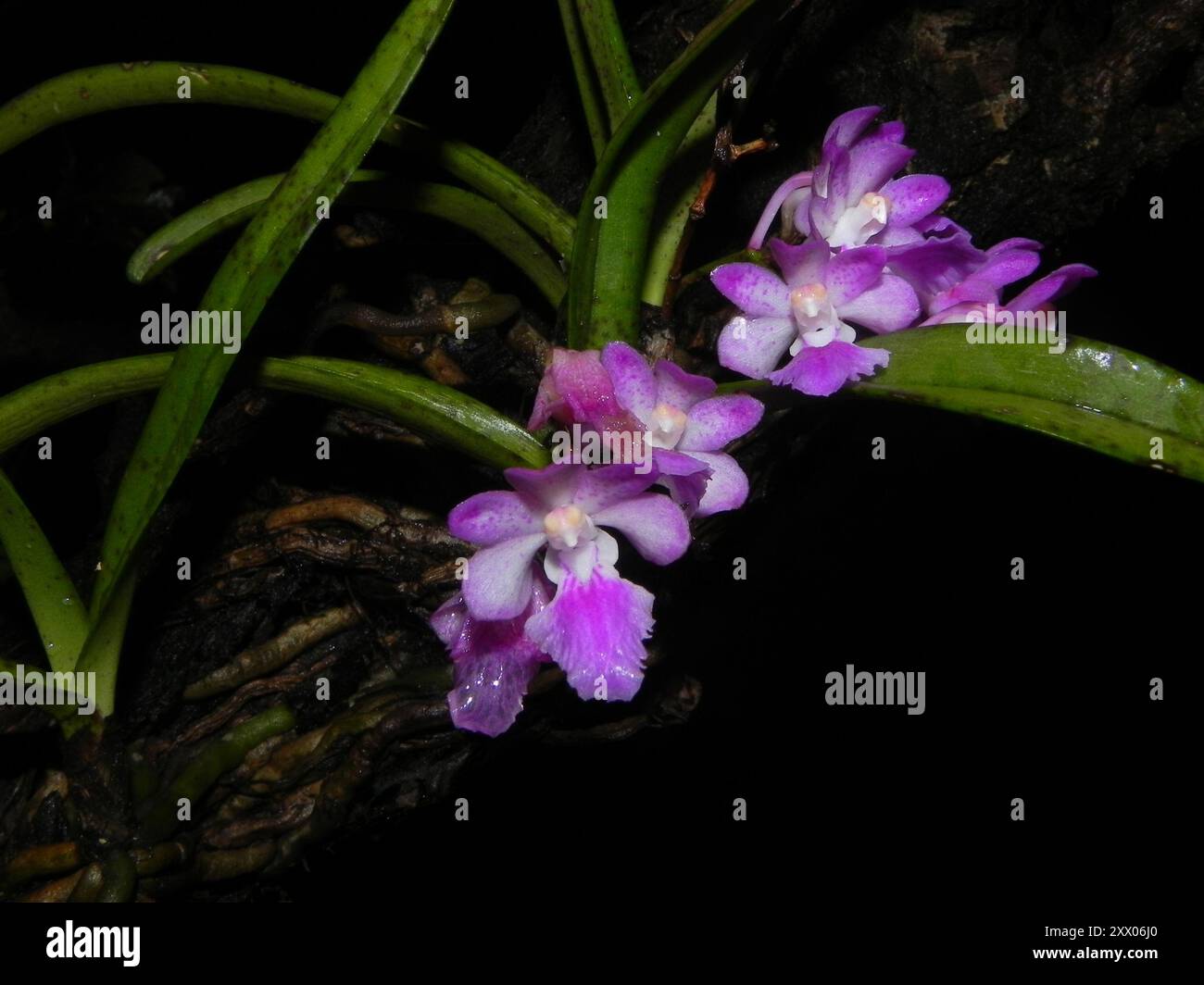 fox brush orchid (Aerides maculosa) Plantae Stock Photo - Alamy