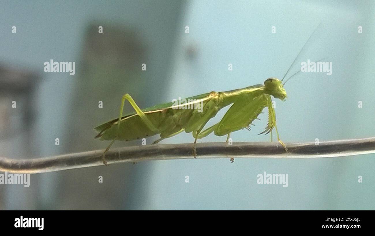 Odontomantis hi-res stock photography and images - Alamy