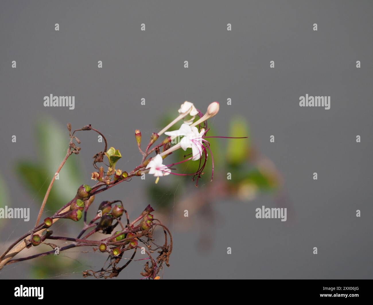 scrambling clerodendrum (Volkameria inermis) Plantae Stock Photo - Alamy