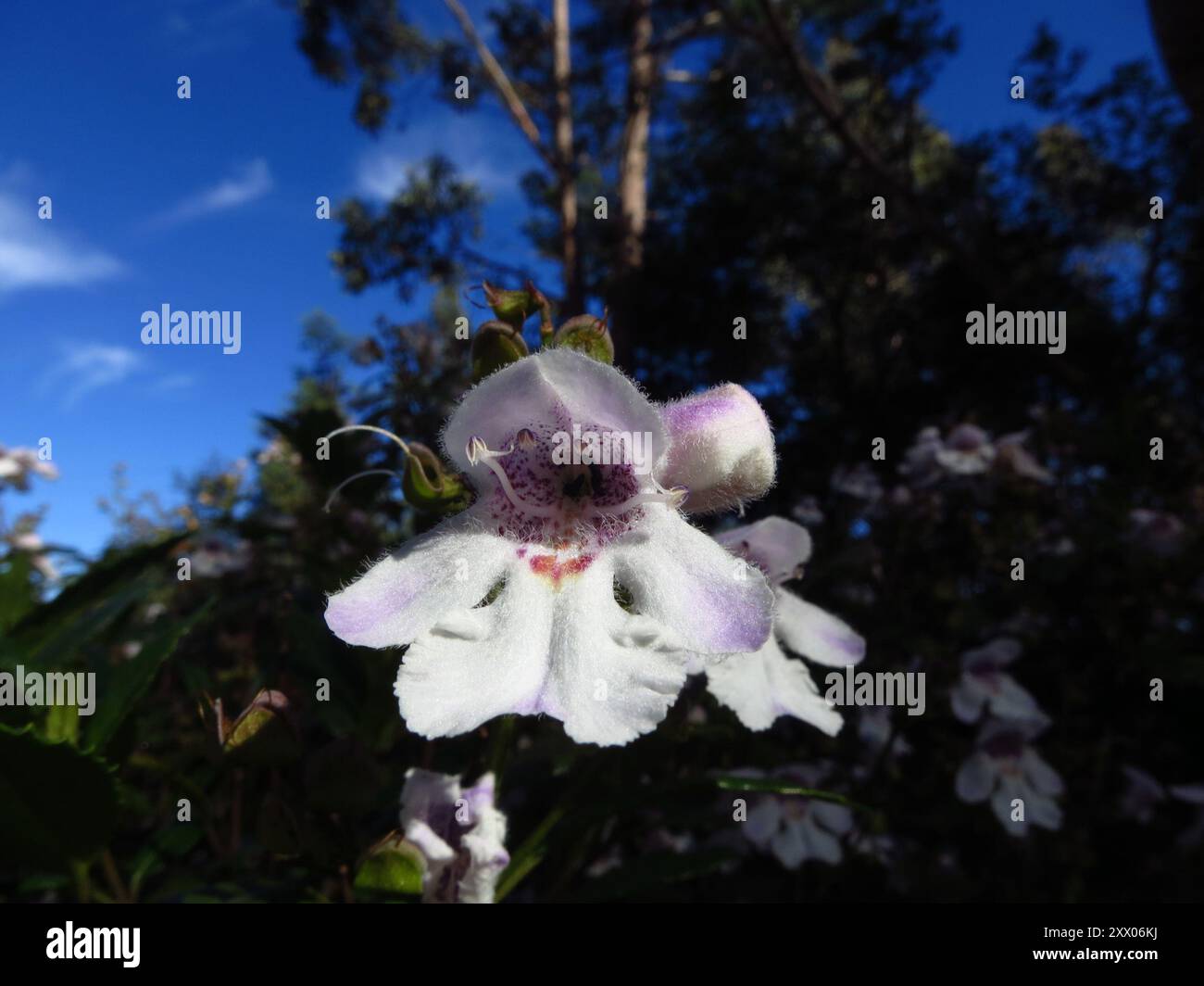 Christmas Bush (Prostanthera lasianthos) Plantae Stock Photo - Alamy