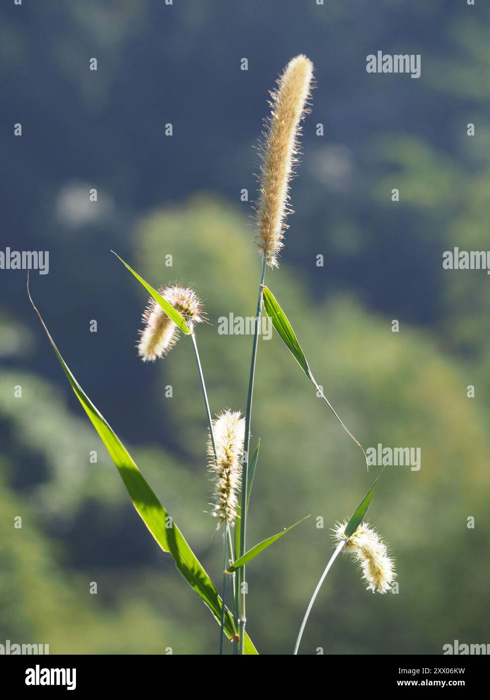 napier grass (Cenchrus purpureus) Plantae Stock Photo - Alamy