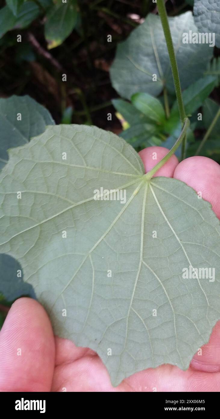 Caesar weed (Urena lobata) Plantae Stock Photo - Alamy