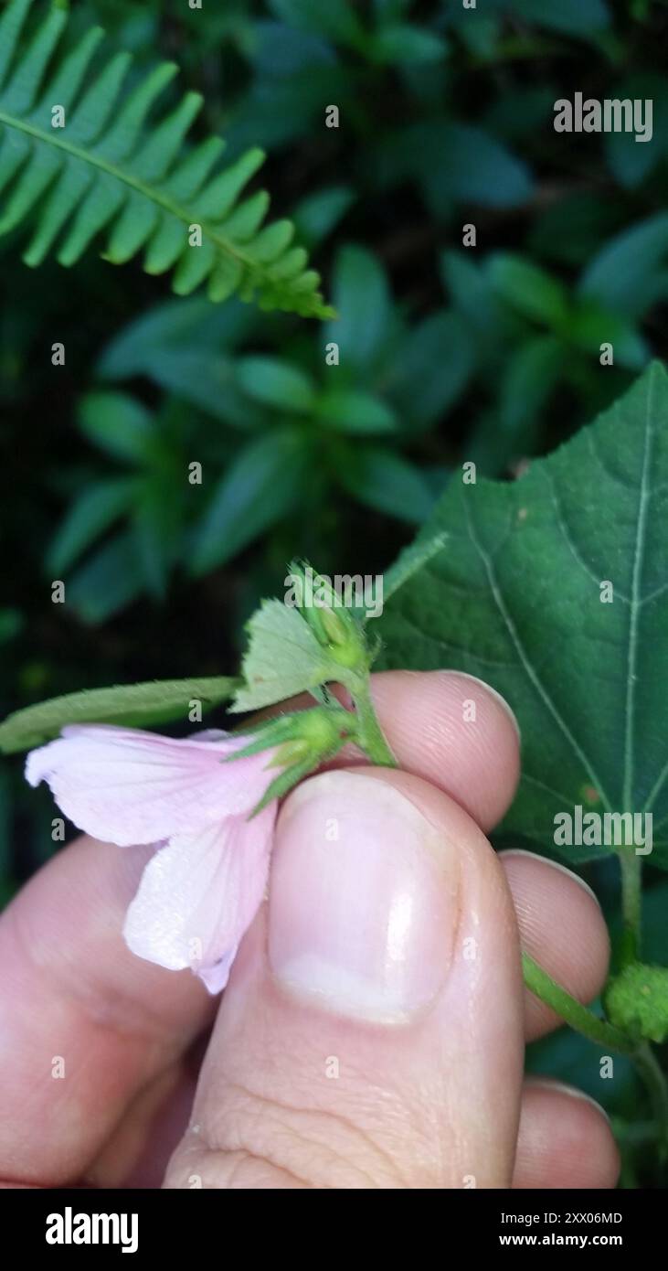 Caesar weed (Urena lobata) Plantae Stock Photo - Alamy