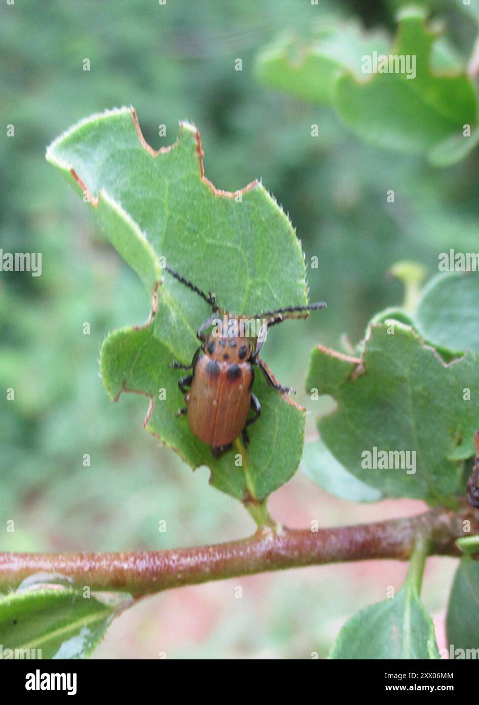 Skeletonizing Leaf and Flea Beetles (Galerucinae) Insecta Stock Photo ...