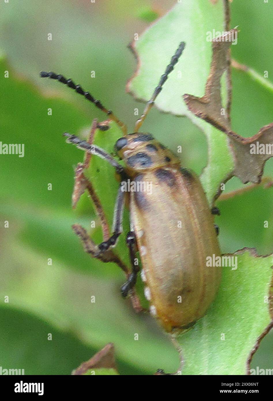 Skeletonizing Leaf and Flea Beetles (Galerucinae) Insecta Stock Photo ...
