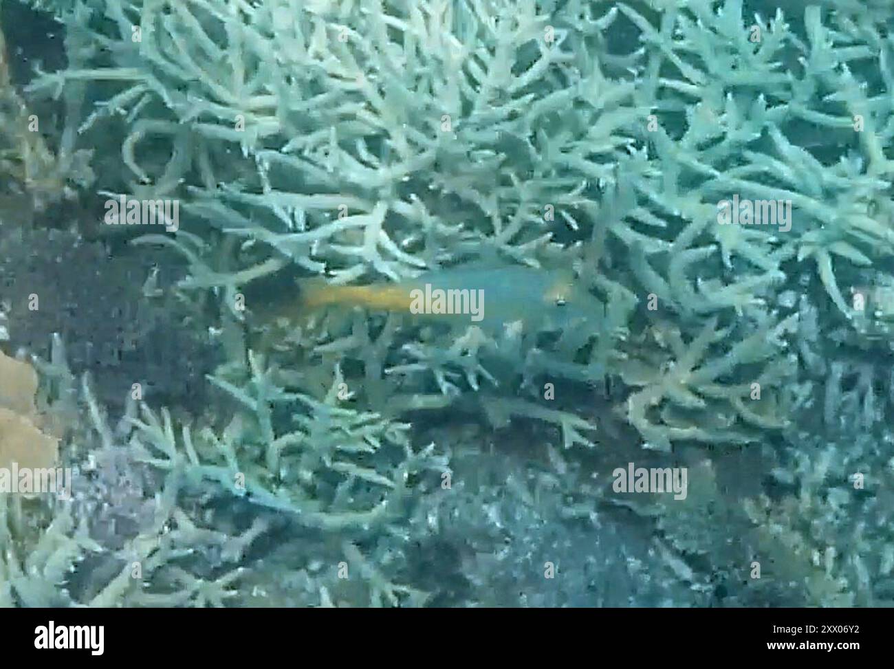 Yellowtail Emperor (Lethrinus atkinsoni) Actinopterygii Stock Photo - Alamy