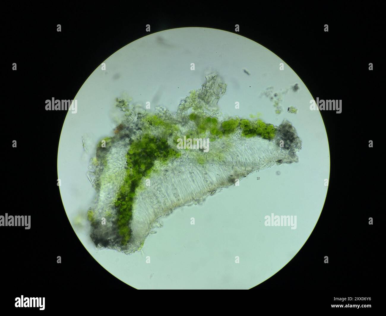 Sambuci hi-res stock photography and images - Alamy