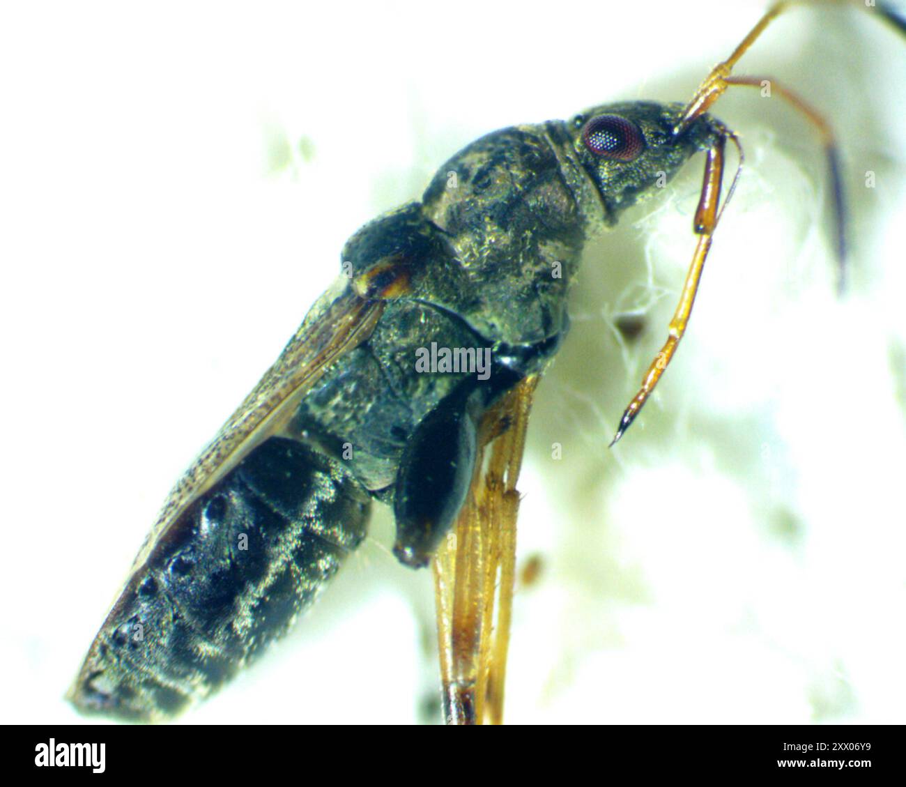 (Pseudopachybrachius basalis) Insecta Stock Photo - Alamy