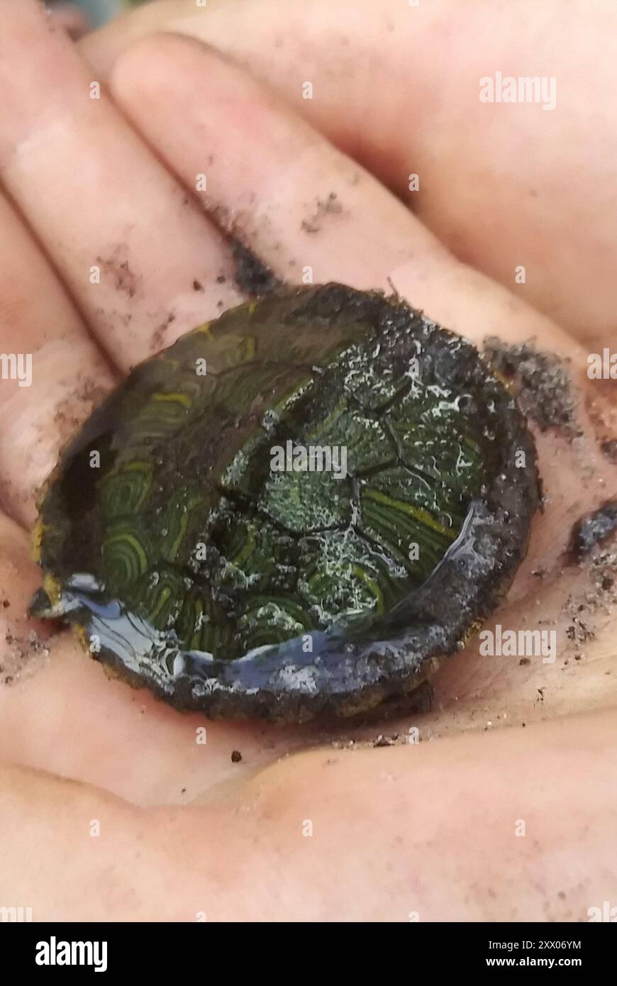 Pond Slider (Trachemys scripta) Reptilia Stock Photo - Alamy