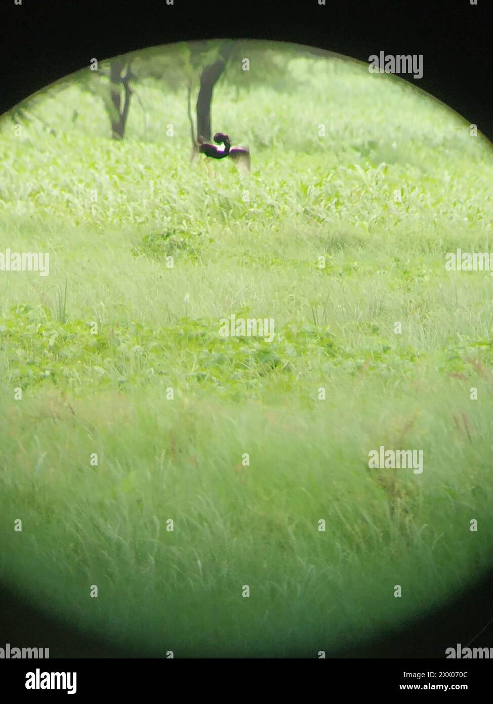 Lesser Florican (Sypheotides indicus) Aves Stock Photo - Alamy