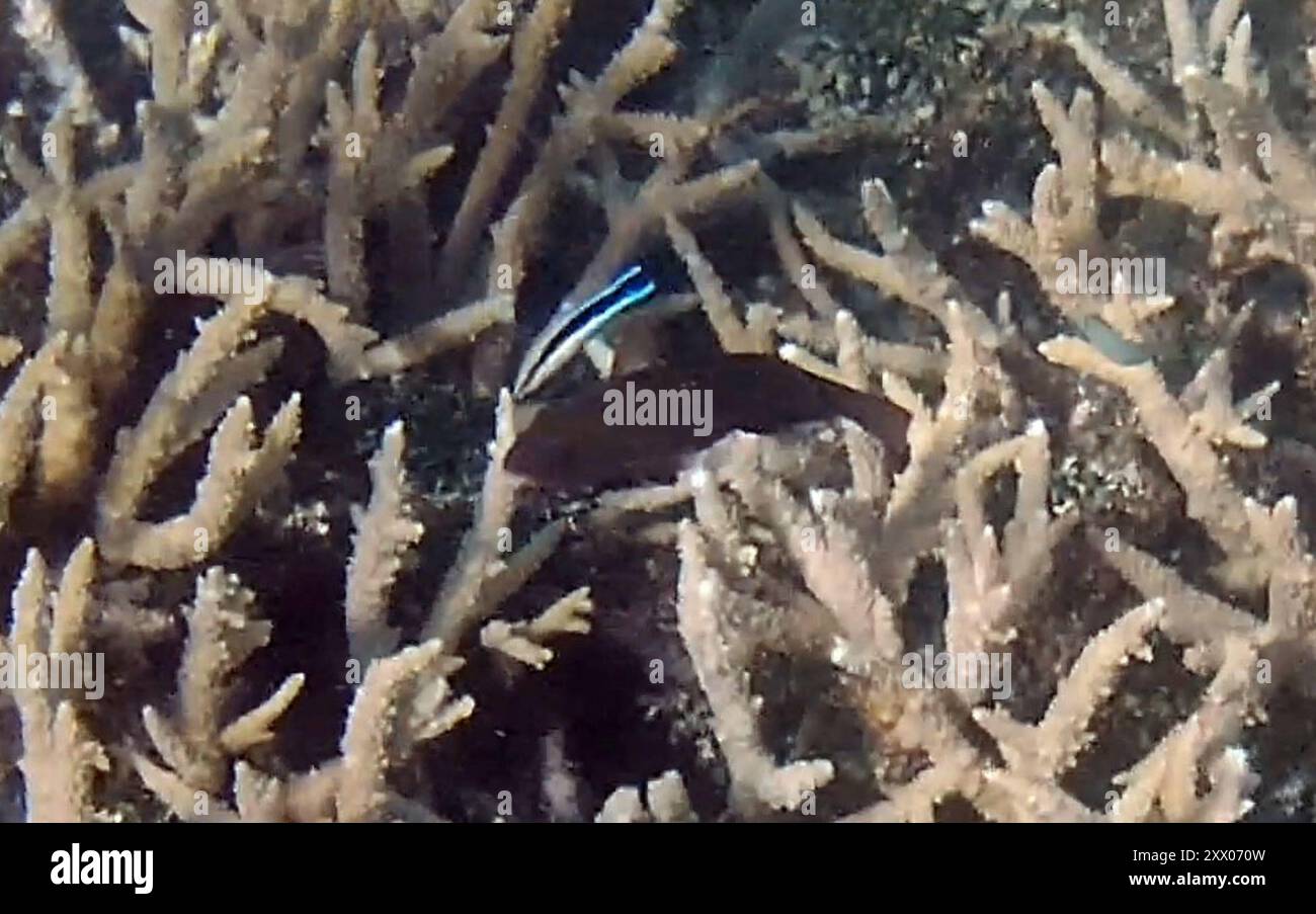 Parrotfishes (Scarini) Actinopterygii Stock Photo - Alamy