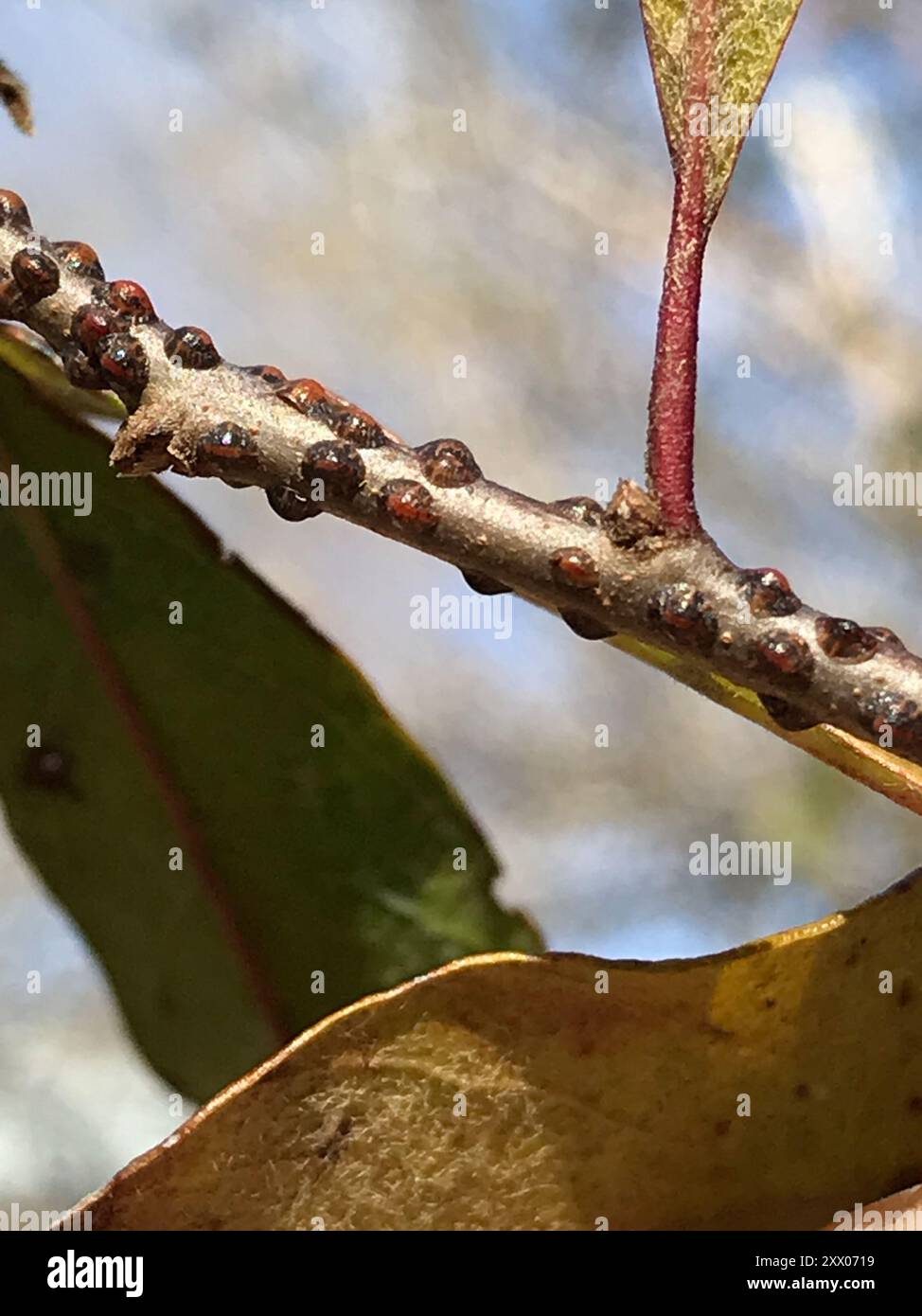 Scale Insects (Coccoidea) Insecta Stock Photo - Alamy