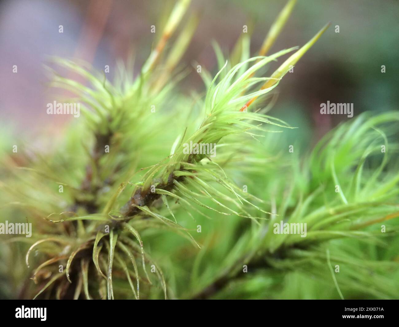Forkmosses (Dicranum) Plantae Stock Photo - Alamy