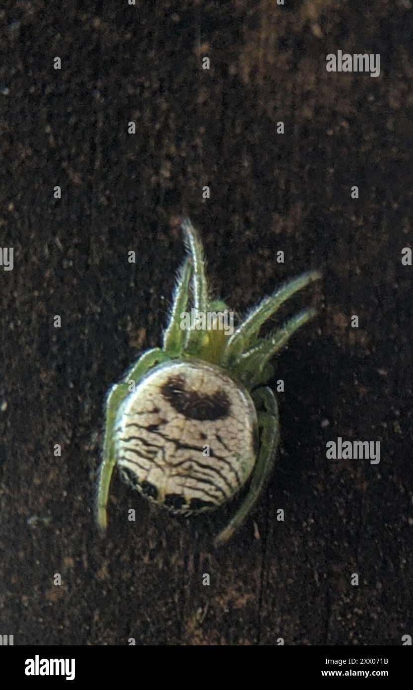 Kidney Garden Spider (Bijoaraneus mitificus) Arachnida Stock Photo - Alamy
