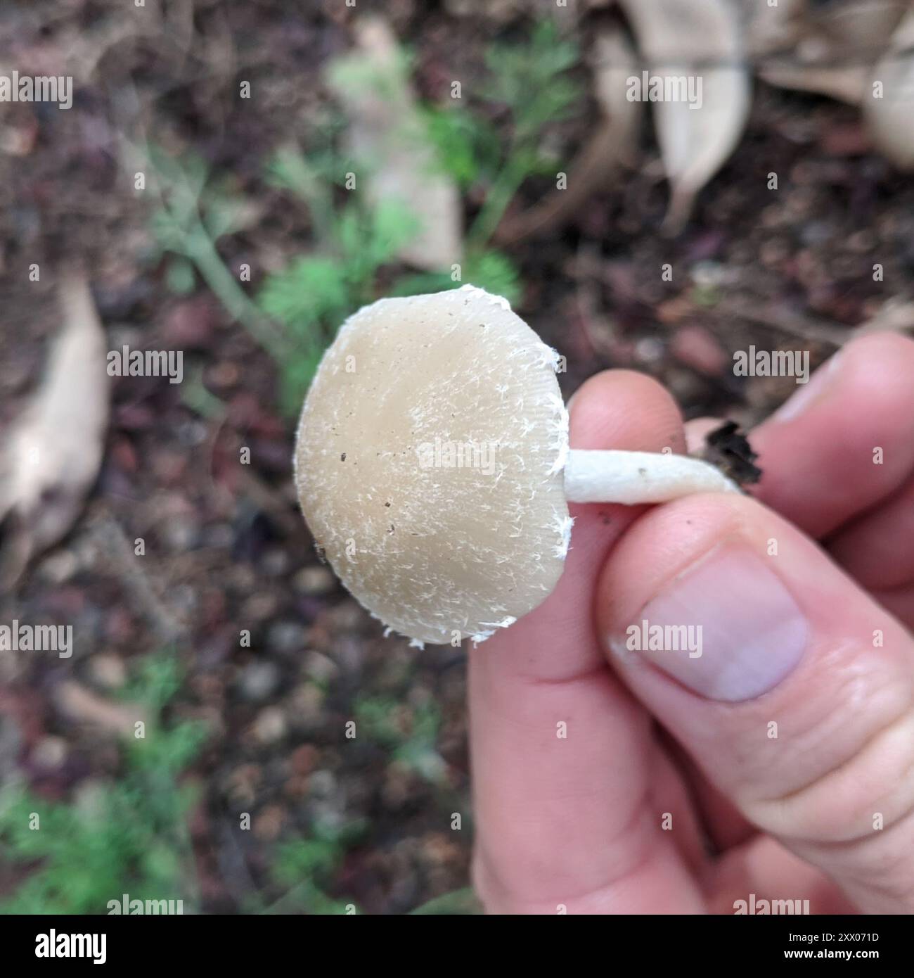 Brittlestems (Psathyrella) Fungi Stock Photo - Alamy