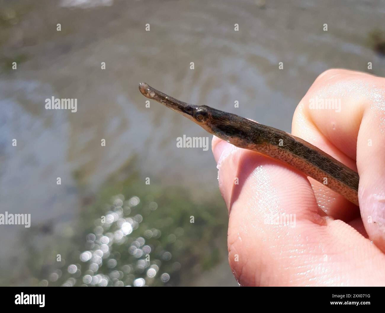 Kelp Pipefish (Syngnathus californiensis) Actinopterygii Stock Photo ...