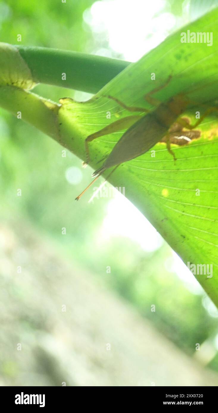 Grasshoppers, Crickets, and Katydids (Orthoptera) Insecta Stock Photo ...