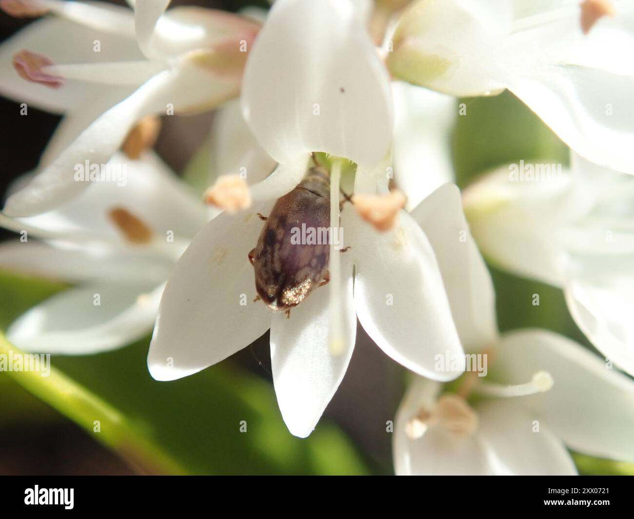Marsh Beetles (Scirtidae) Insecta Stock Photo - Alamy