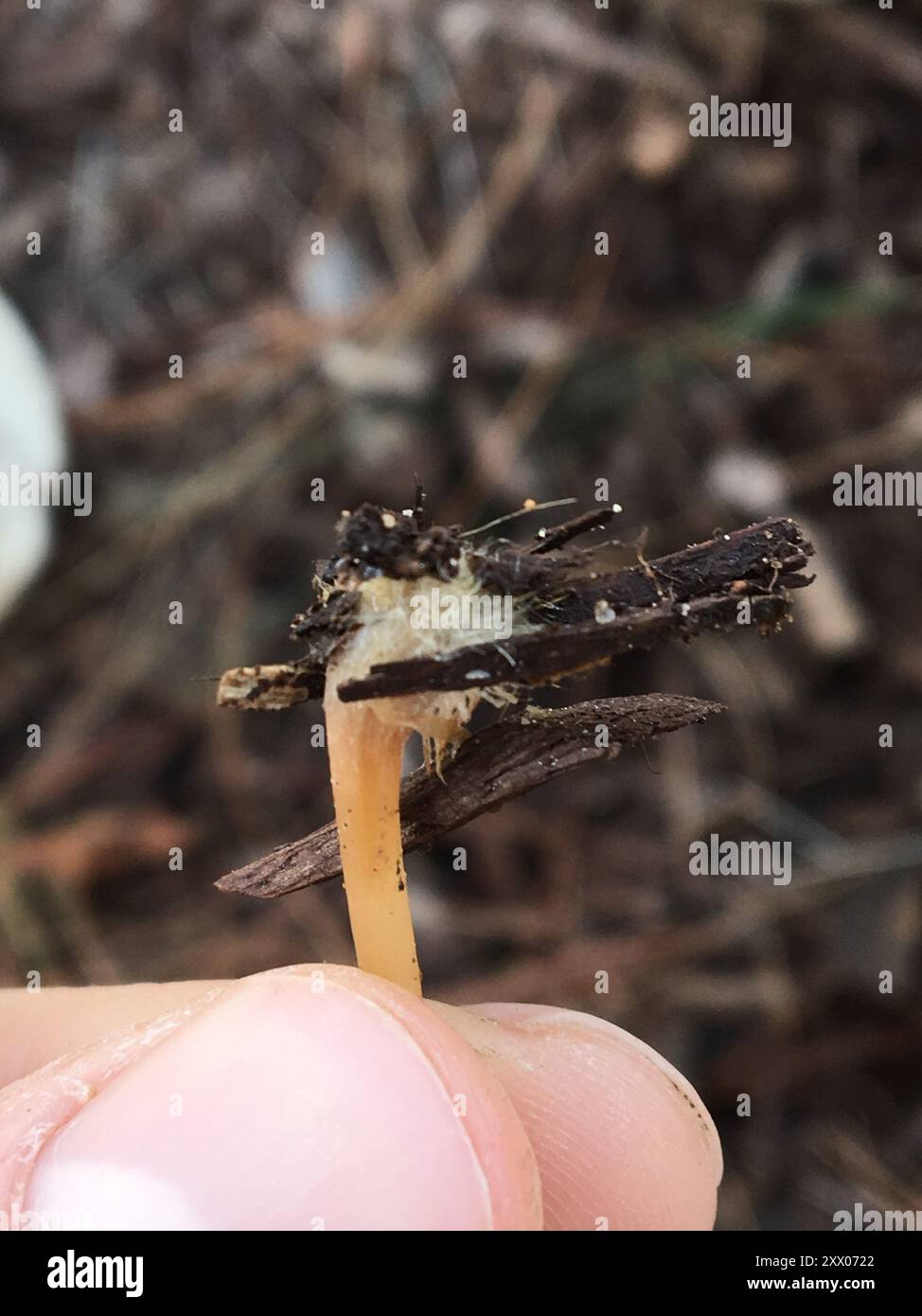 Brittlestems and Allies (Psathyrellaceae) Fungi Stock Photo - Alamy