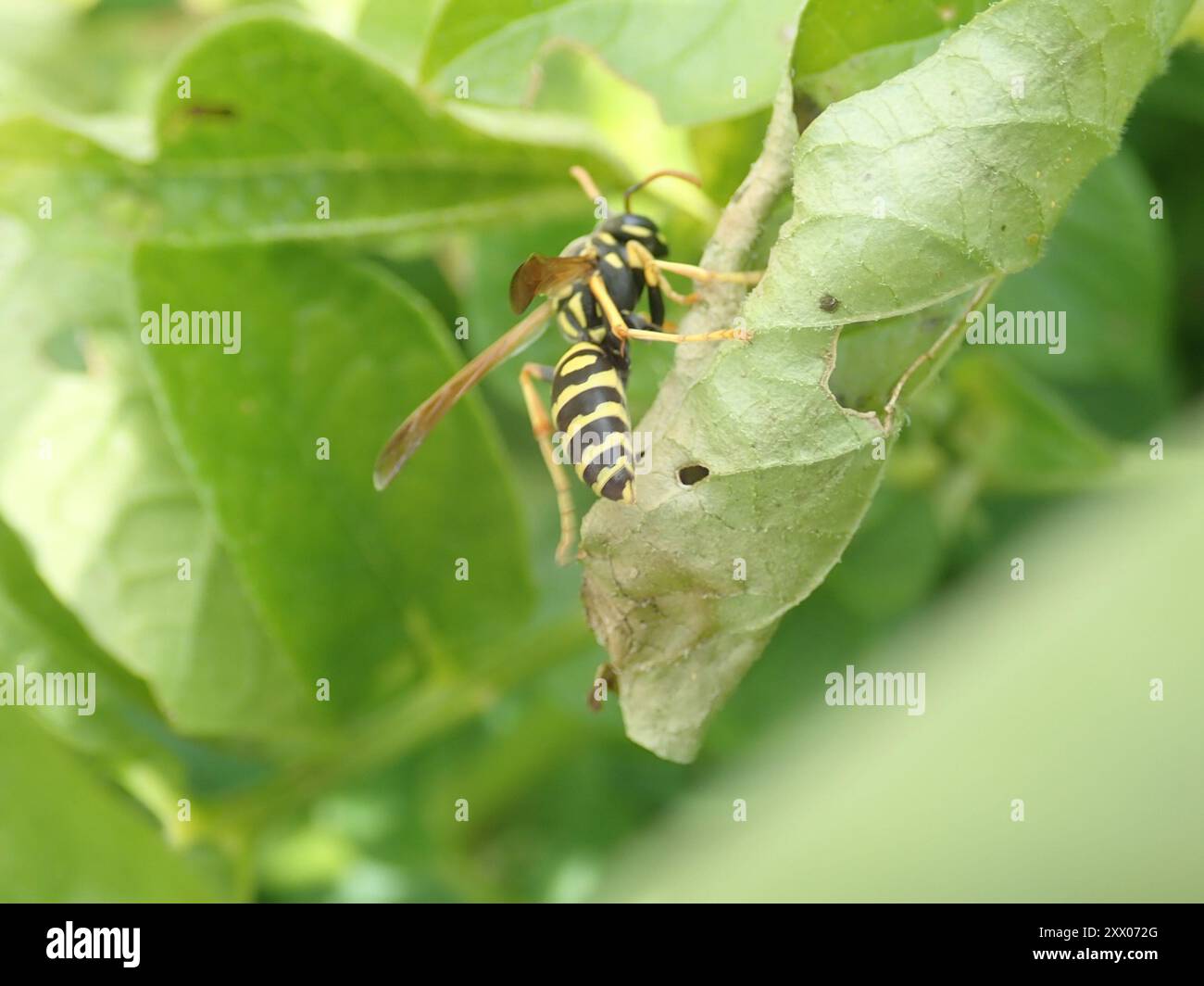 Asian Paper Wasp (Polistes chinensis) Insecta Stock Photo - Alamy