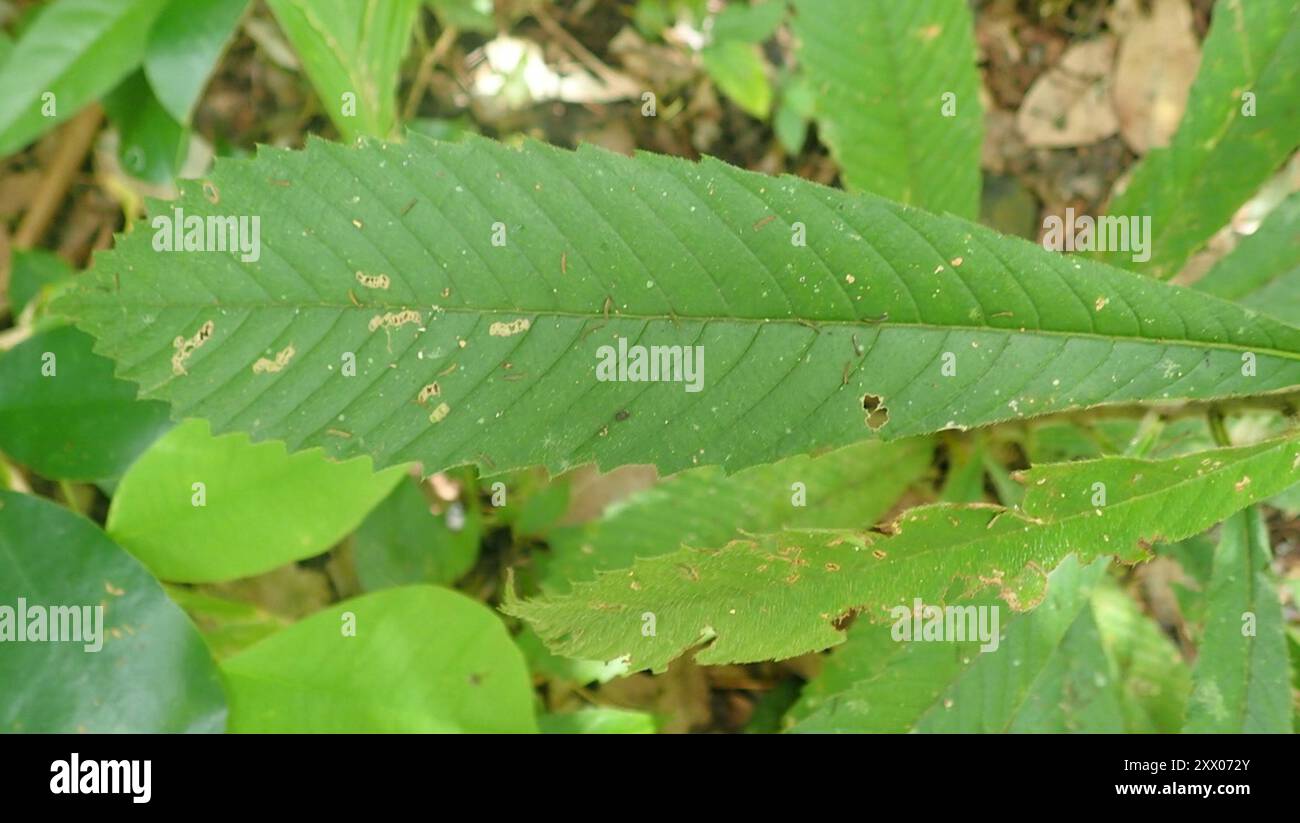 Guinea-flower family (Dilleniaceae) Plantae Stock Photo - Alamy