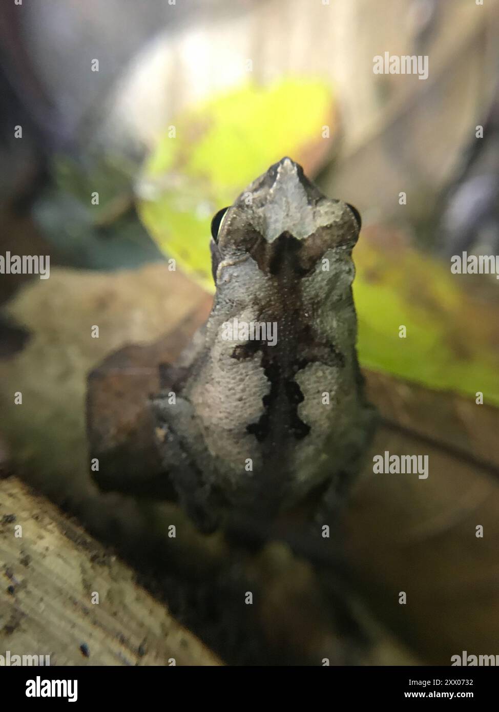 Forest Toad (Rhinella alata) Amphibia Stock Photo - Alamy