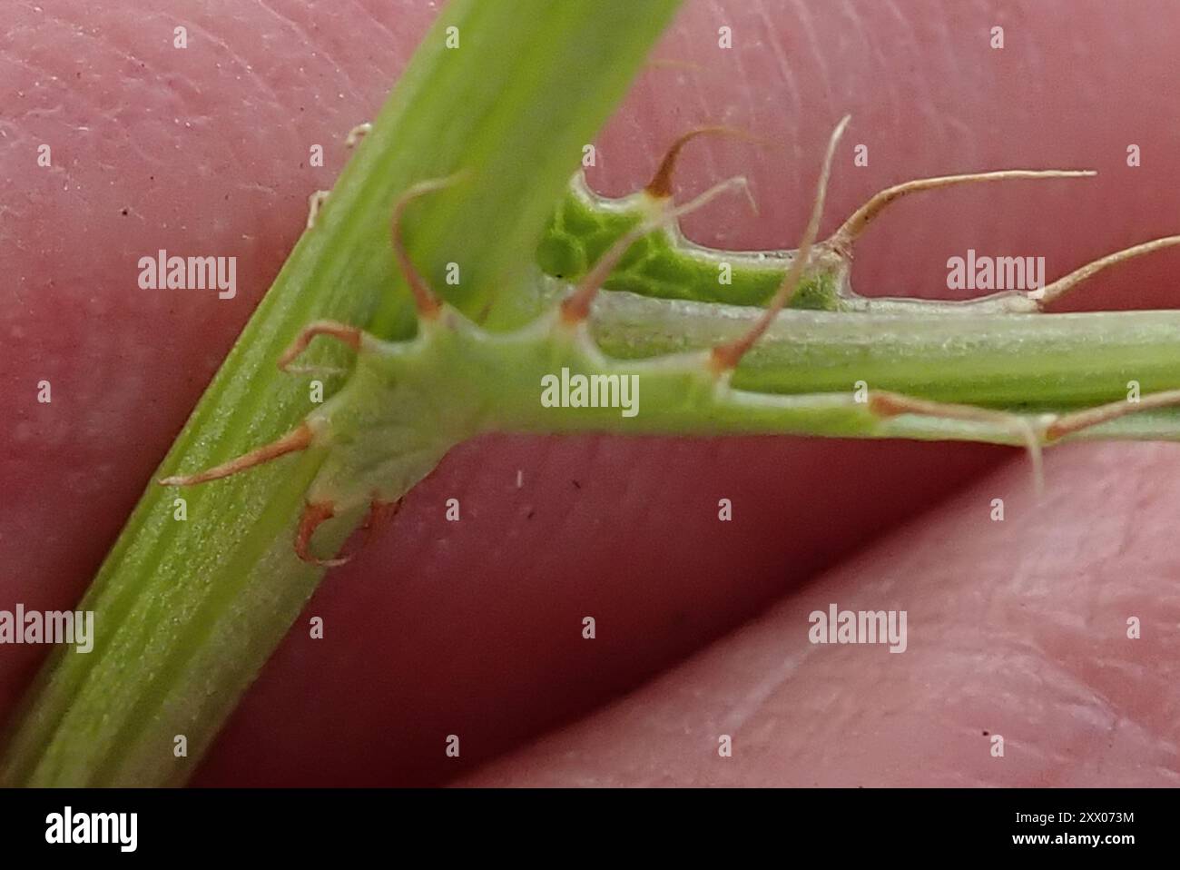 Fivefive Ministar (Alepidea peduncularis) Plantae Stock Photo - Alamy