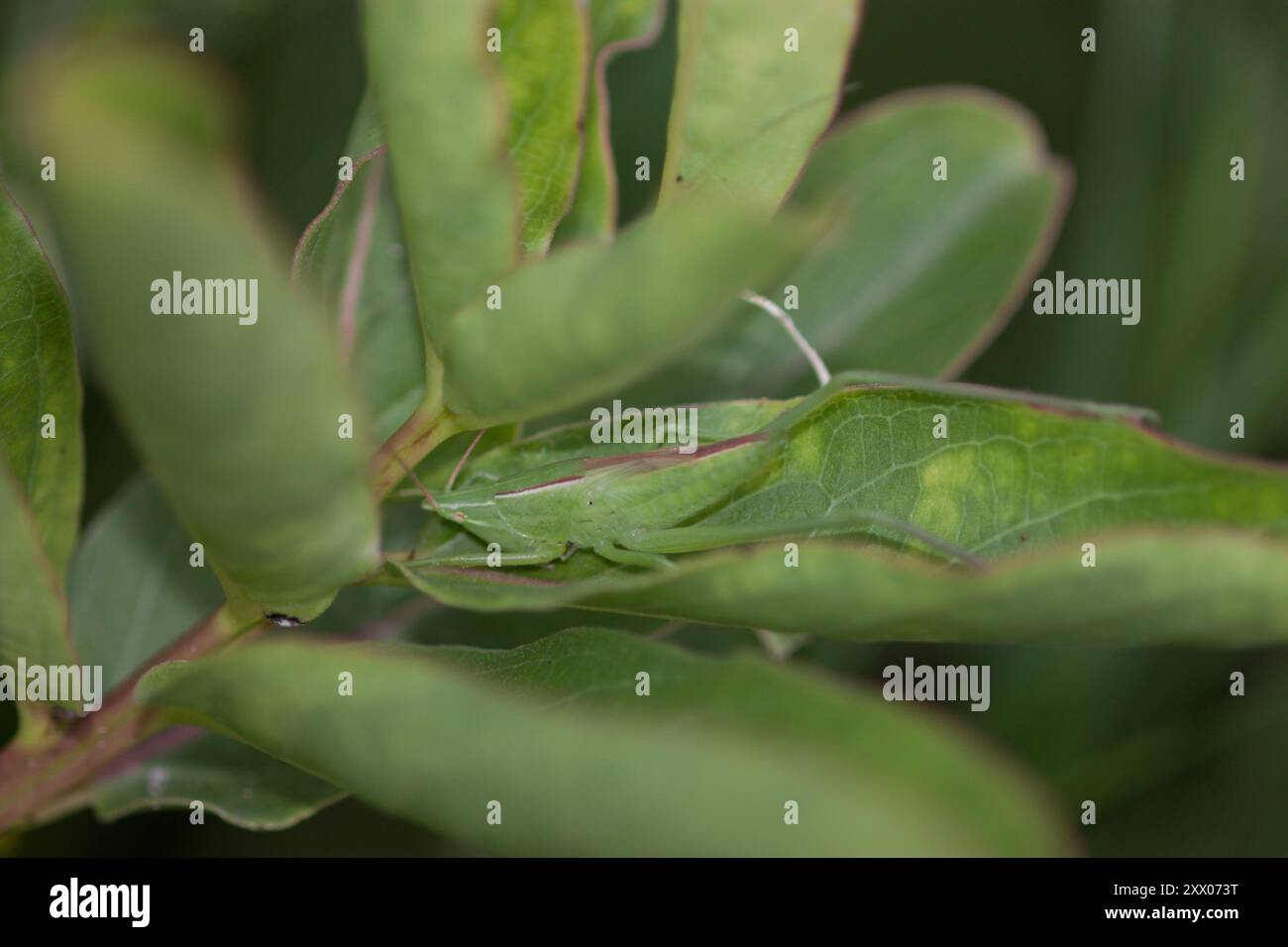 Common Coneheads (Neoconocephalus) Insecta Stock Photo - Alamy