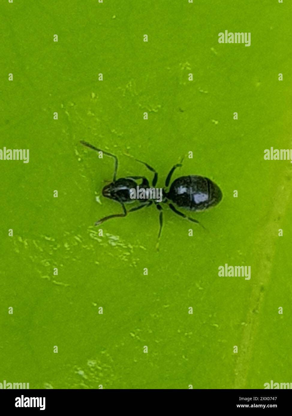 White-footed House Ant (Technomyrmex jocosus) Insecta Stock Photo - Alamy